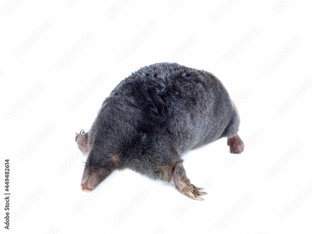 Animal earthen mole on a white background. Animal Talpidae. Dig an ...