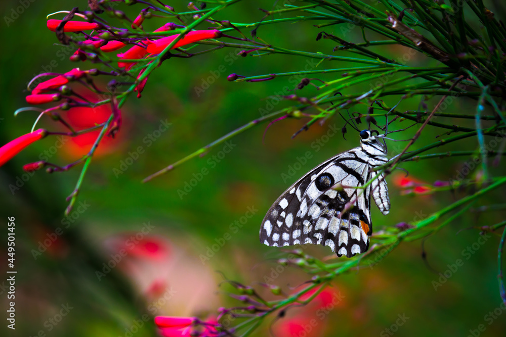 Papilio demoleus is a common and widespread swallowtail butterfly. The ...