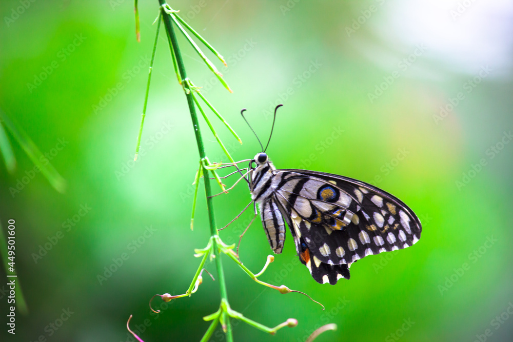 Papilio demoleus is a common and widespread swallowtail butterfly. The ...