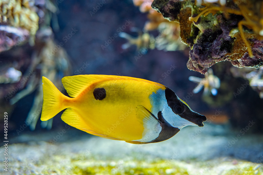 Foxface rabbitfish (Siganus vulpinus) fish underwater in sea Stock ...