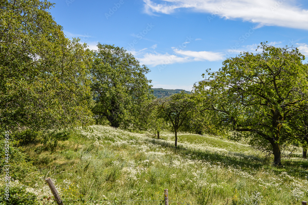 Landscape with trees and field of chamomile flowers in Lessinia, area ...