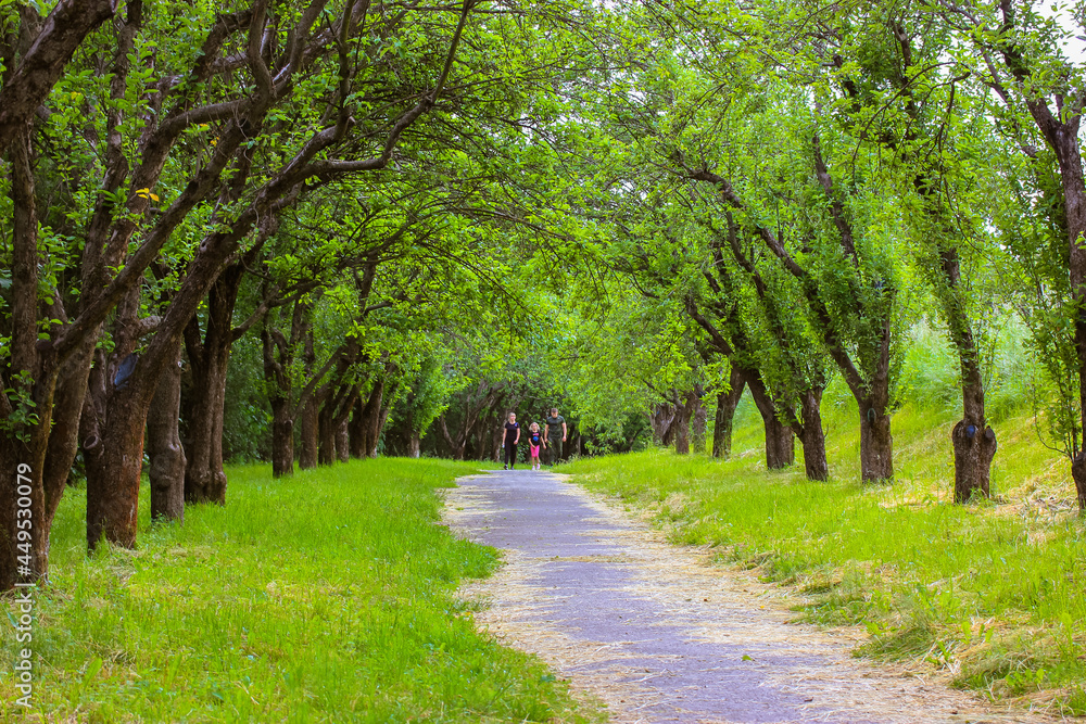 A tunnel of branched trees in apple green orchard in spring or summer ...