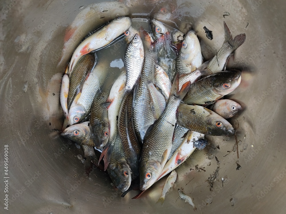 Lots of fish in a steel bucket afyter harvesting from pond fishing in ...
