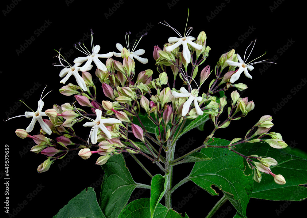 Flowers, buds, and leavaes of Harlequin glory-bower (Clerodendrum ...