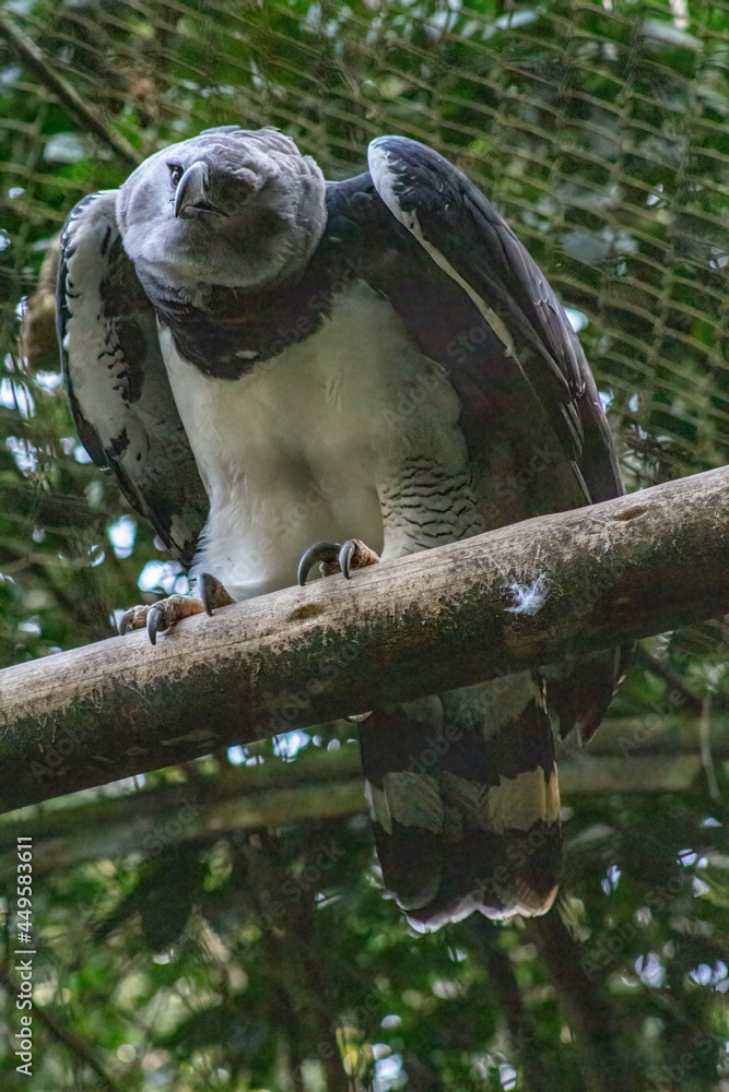 The harpy eagle Harpia harpyja is a neotropical species of eagle Stock ...