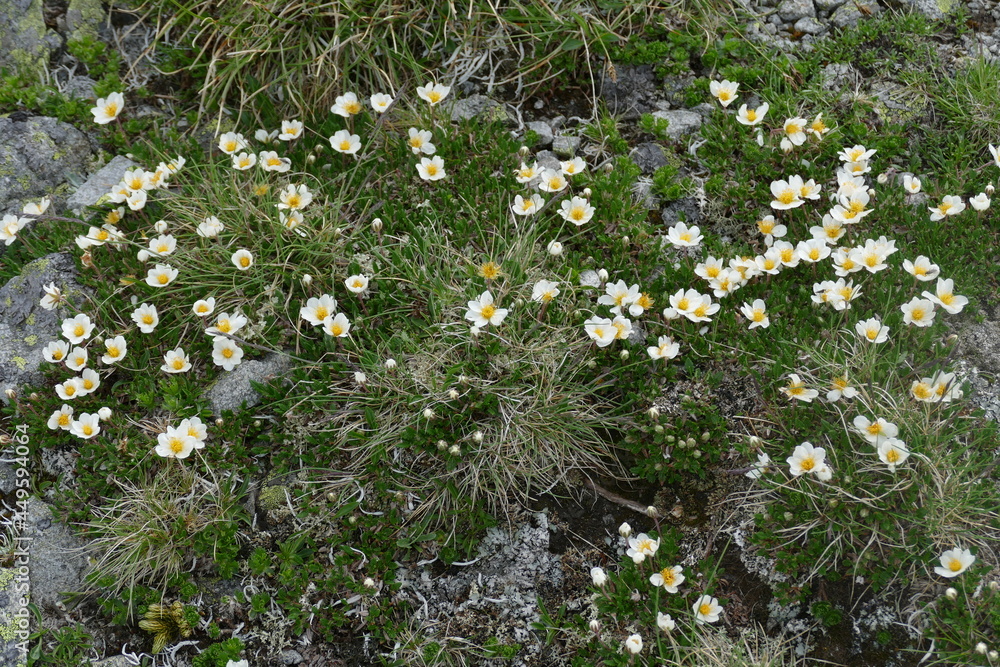 Dryas octopetala also driade branca, alpine tea, is an Arctic alpine ...