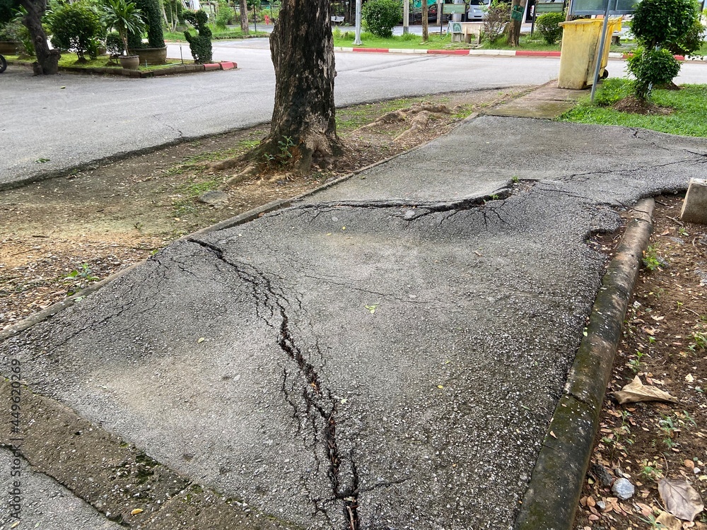 sidewalk looking like waves as the roots of a tree push them up and ...
