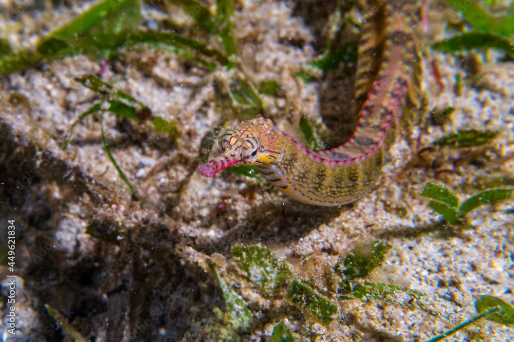 Black-breasted Pipefish (Corythoichthys nigripectus) during a night ...