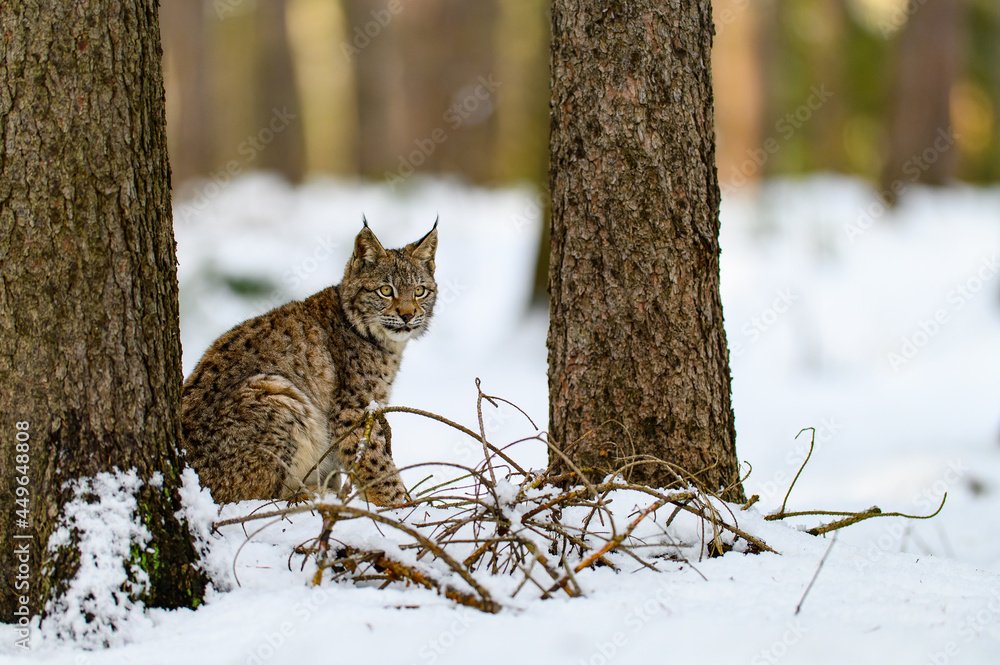Eurasian lynx (Lynx lynx) in the winter forest in the snow. Big feline ...