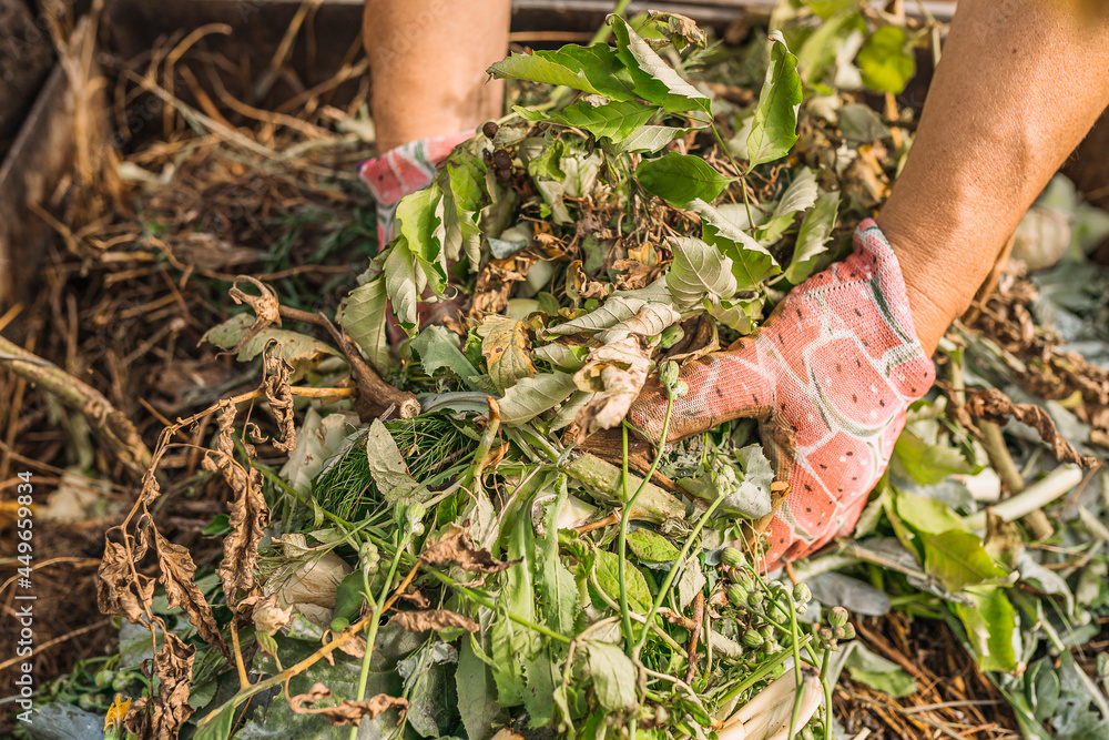 hands of man in gardening gloves sort through compost on compost heap ...