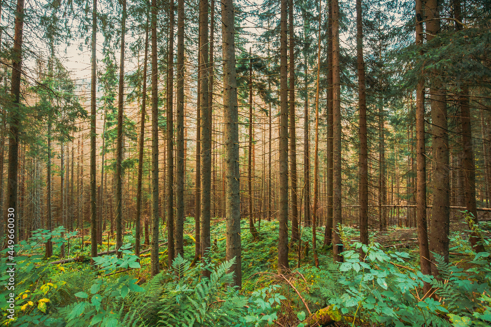 Tatra National Park, Poland. Summer Mountains Forest Landscape ...