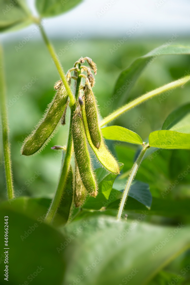 Soybean pods on the stem. Young plant of varietal soybean in the field ...