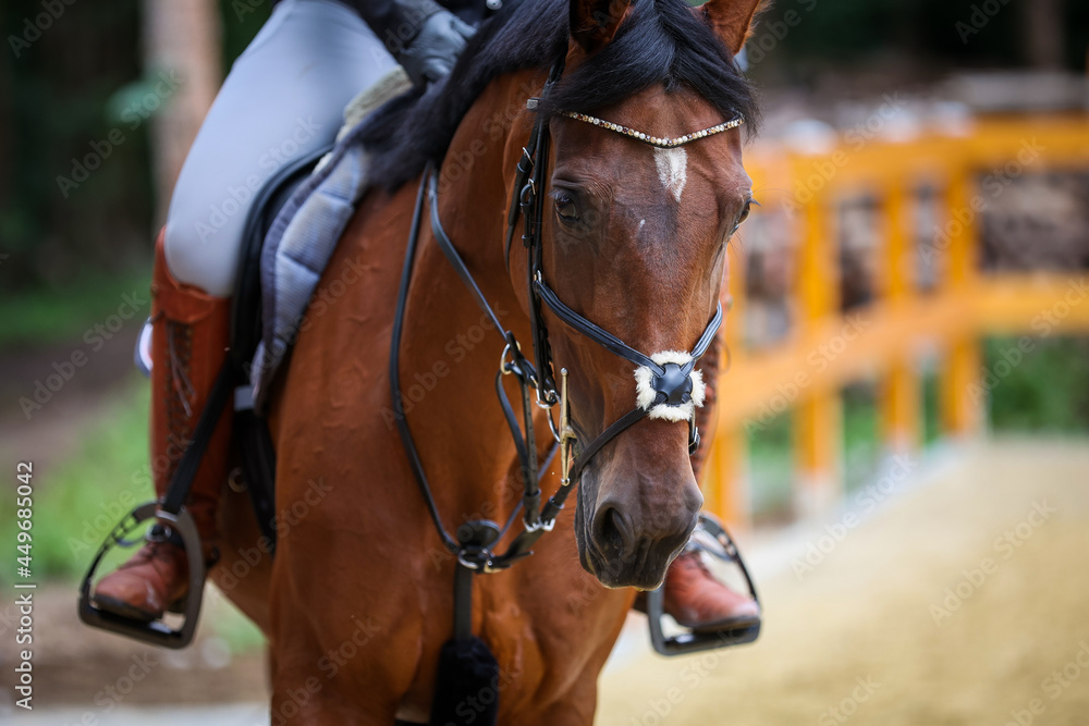 Horse with rider, close-up of the horse's head from the front, focus on ...