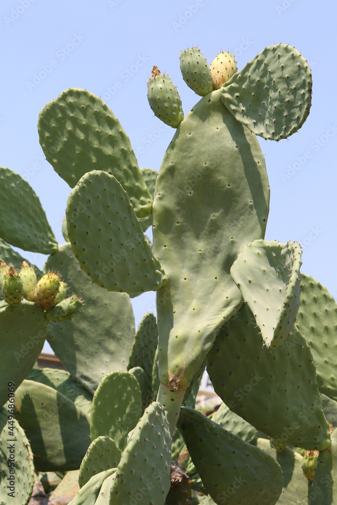 Foto de Opuntia, commonly called prickly pear, is genus of flowering ...