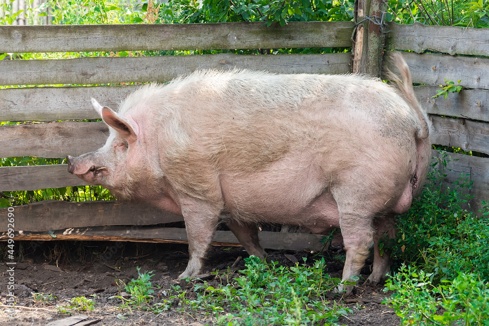 Pig farming raising and breeding of domestic pigs.. Stock Photo | Adobe ...