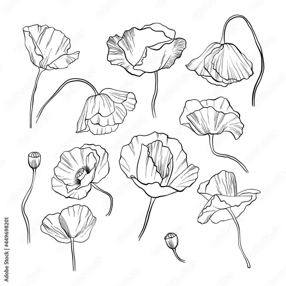 Set of poppy flowers, hand-drawn with a black line on a white ...