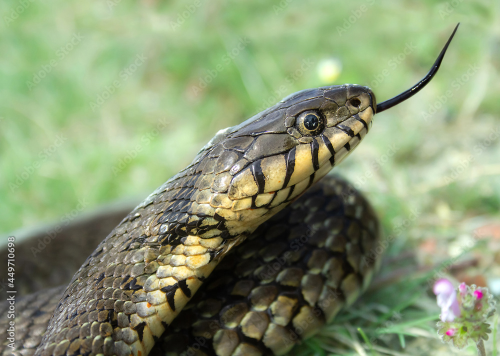 Non venomous grass snake portrait. Stock Photo | Adobe Stock
