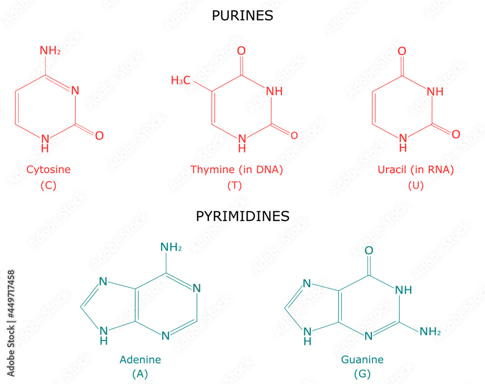 A chemical strutture of purine and pyrimidine nitrogenous bases ...