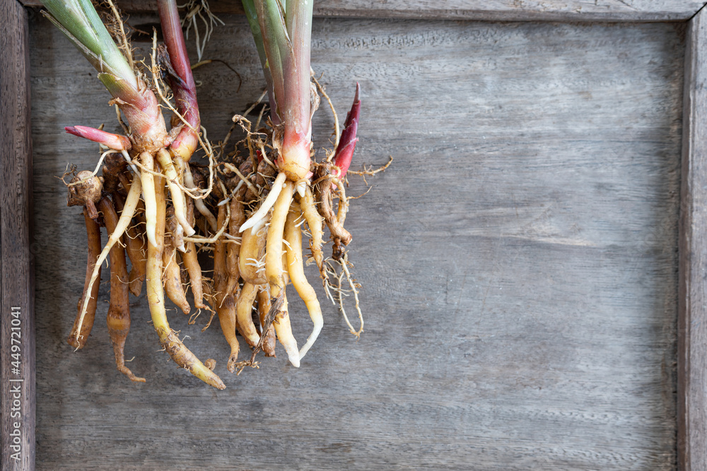 Finger Root(Boesenbergia rotunda (L.) Mansf.) on wooden background. can ...