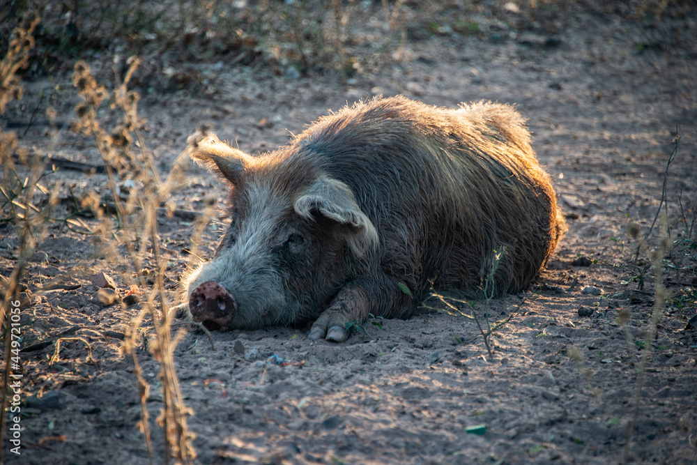 Pig reclining, resting on the ground with backlit sunlight in the ...