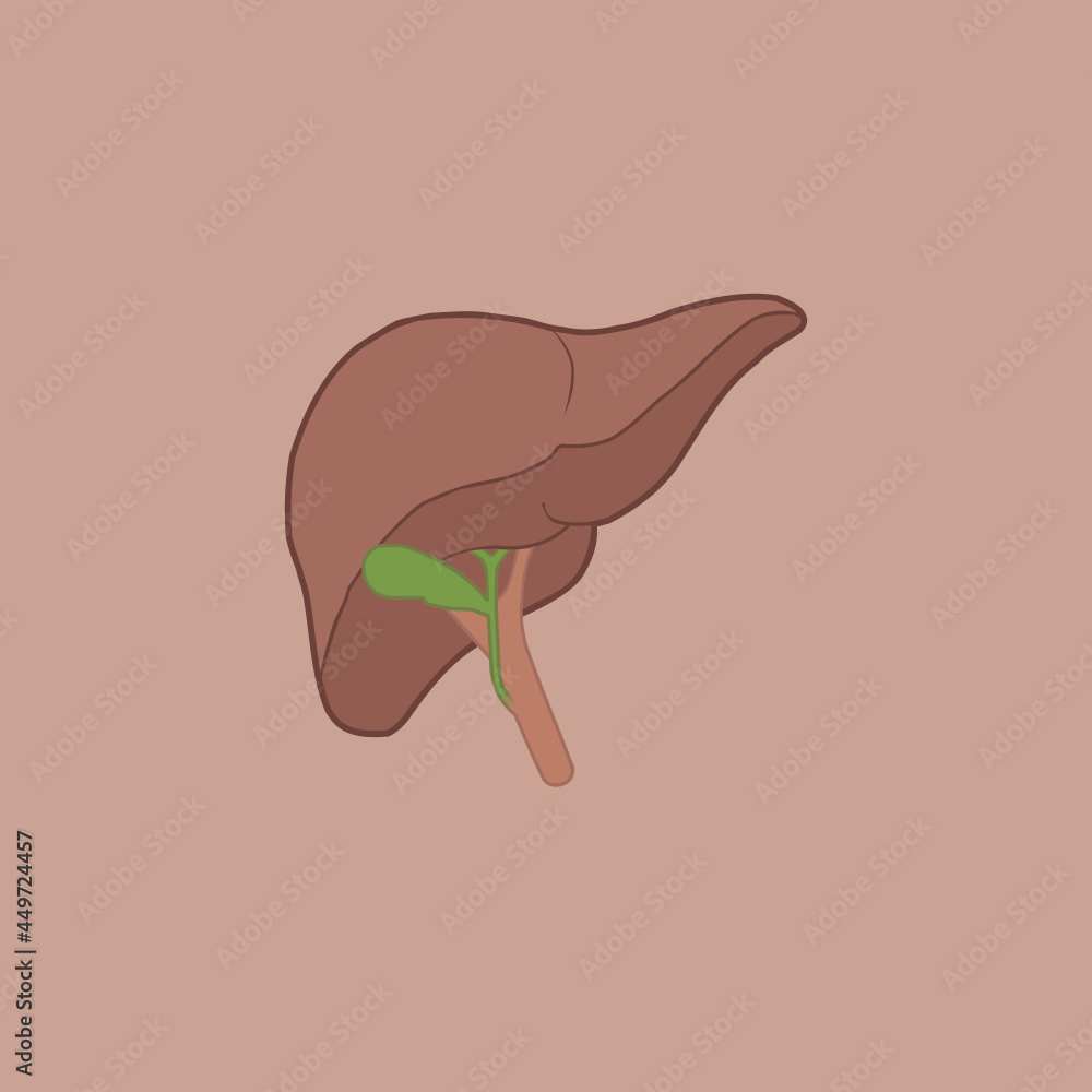 vector illustration of liver, gallbladder and hepatic ligament anatomy ...