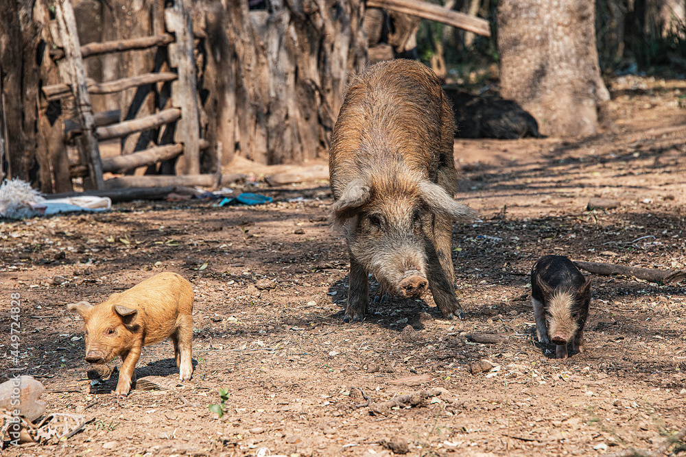 Pig with her piglets in the impenetrable, Chaco, Argentina. Stock Photo ...