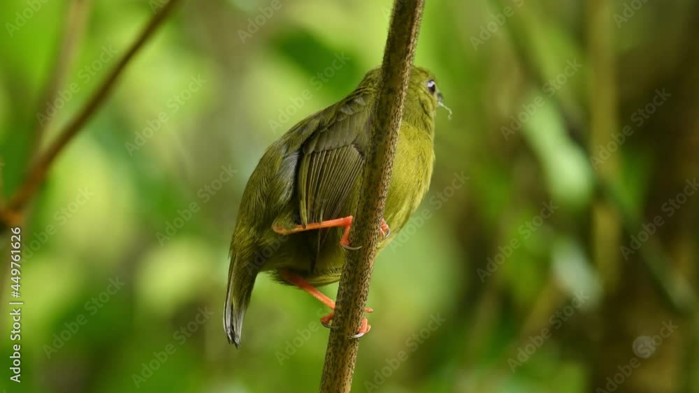 Golden-collared manakin - Manacus vitellinus black and yellow bird in ...