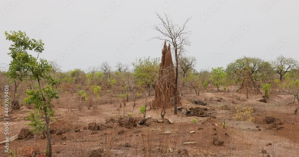 Termite hills savannah northern Ghana Africa pan. Arid northern region ...