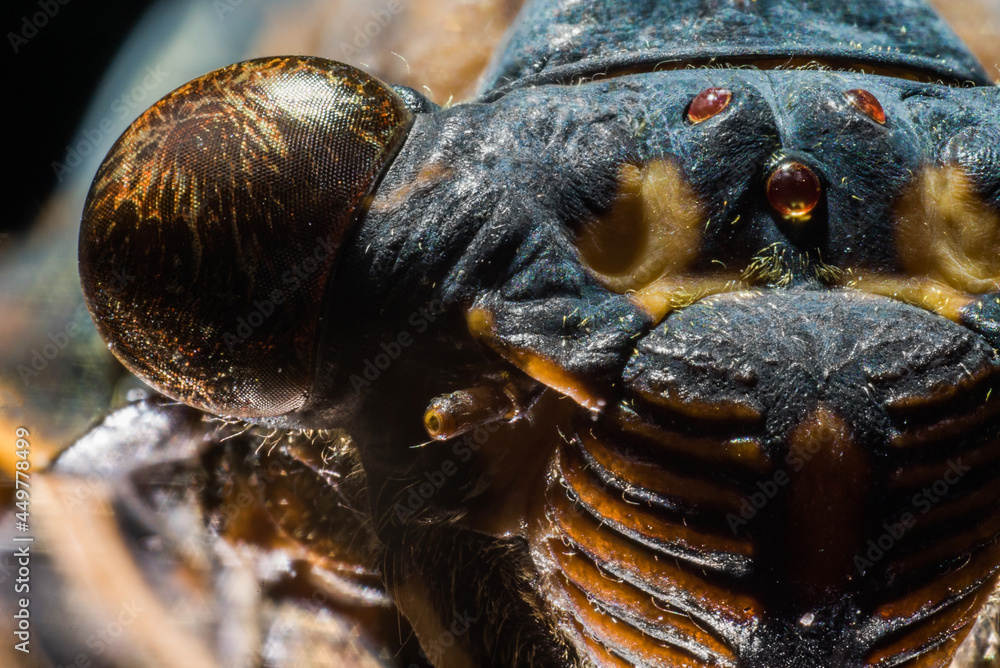 Cicada Stock Photo | Adobe Stock