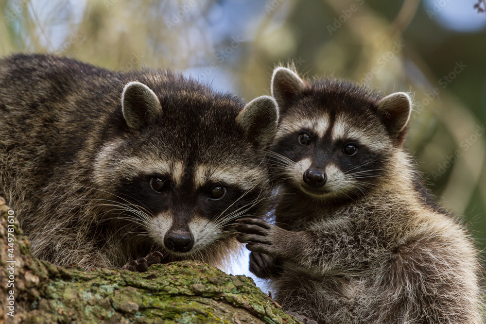 mother and young raccoon in a tree Stock Photo | Adobe Stock