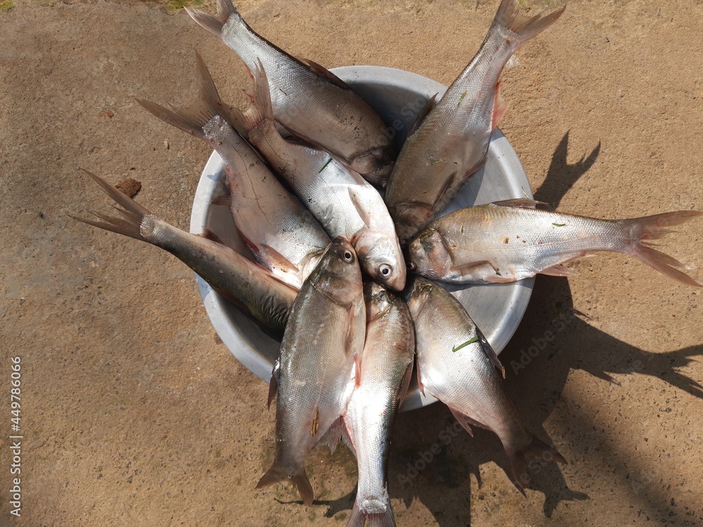 Rohu fish. It is a species of fish of the carp family. its other names ...