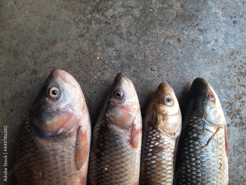 Rohu fish. It is a species of fish of the carp family. its other names ...