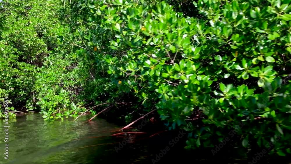 Passing mangroves, shrubs, trees, and coastal vegetation at intertidal ...