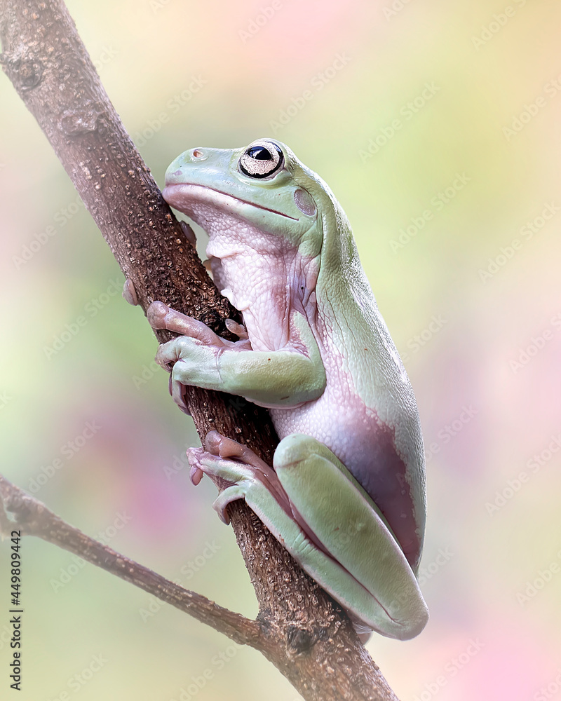The Australian green tree frog, also known as simply green tree frog in ...