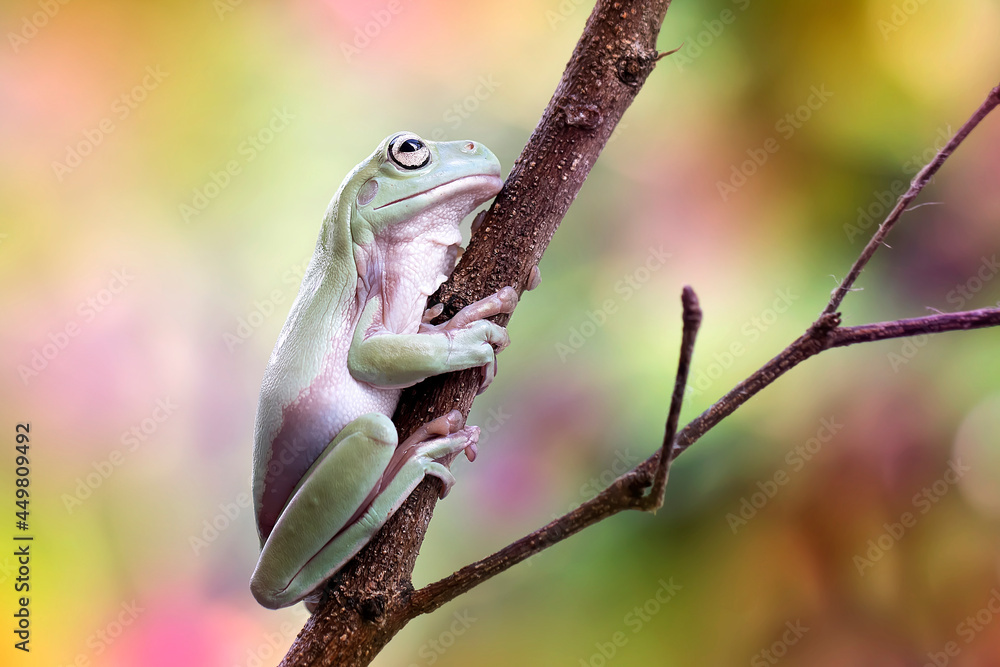 The Australian green tree frog, also known as simply green tree frog in ...