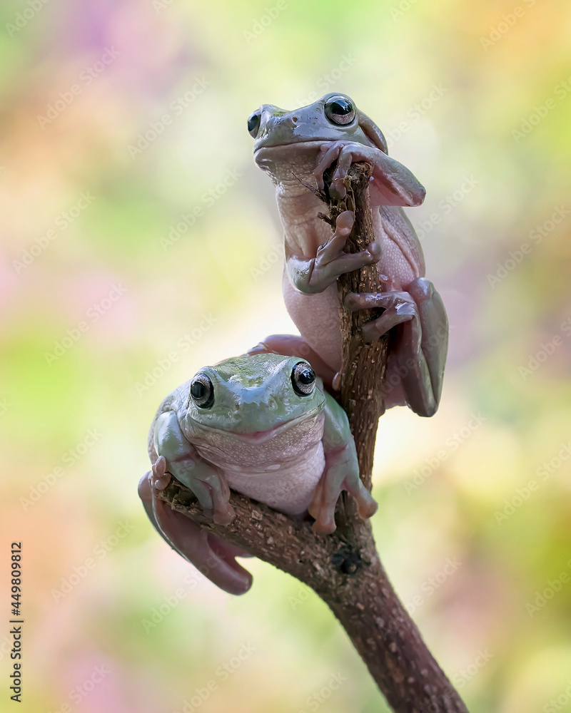 The Australian green tree frog, also known as simply green tree frog in ...