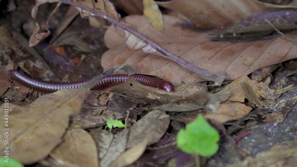 Stockvideon Asian Giant Millipede or Asian Red Millipede (Thyropygus ...