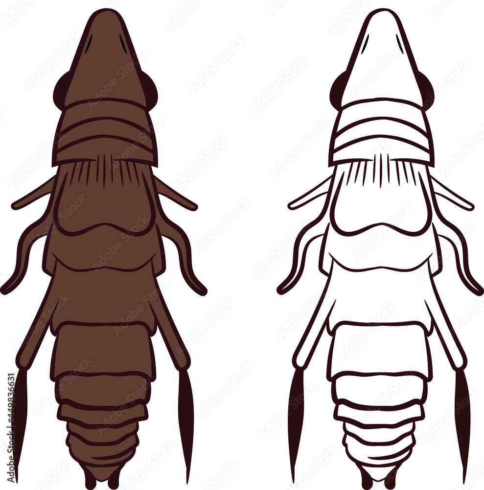 Flea or Siphonaptera Vector Illustration Fill and Outline Isolated on ...