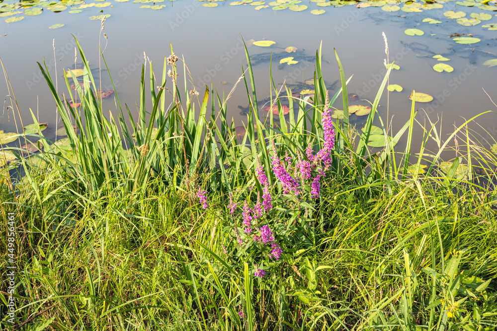 Fotka „Variety of wild plants on the waterfront. Among the reeds ...