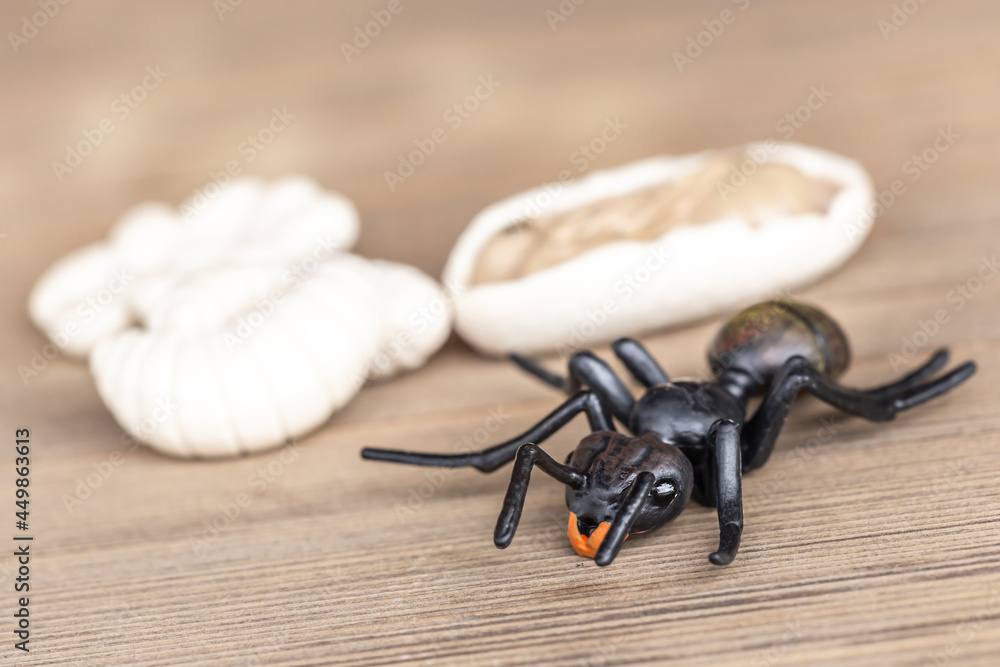 Kids education concept: Life stages of an ant; span of life of an ant ...