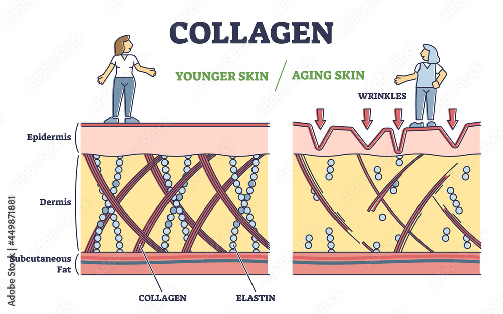 Collagen effect as younger or aging skin in anatomical view outline ...