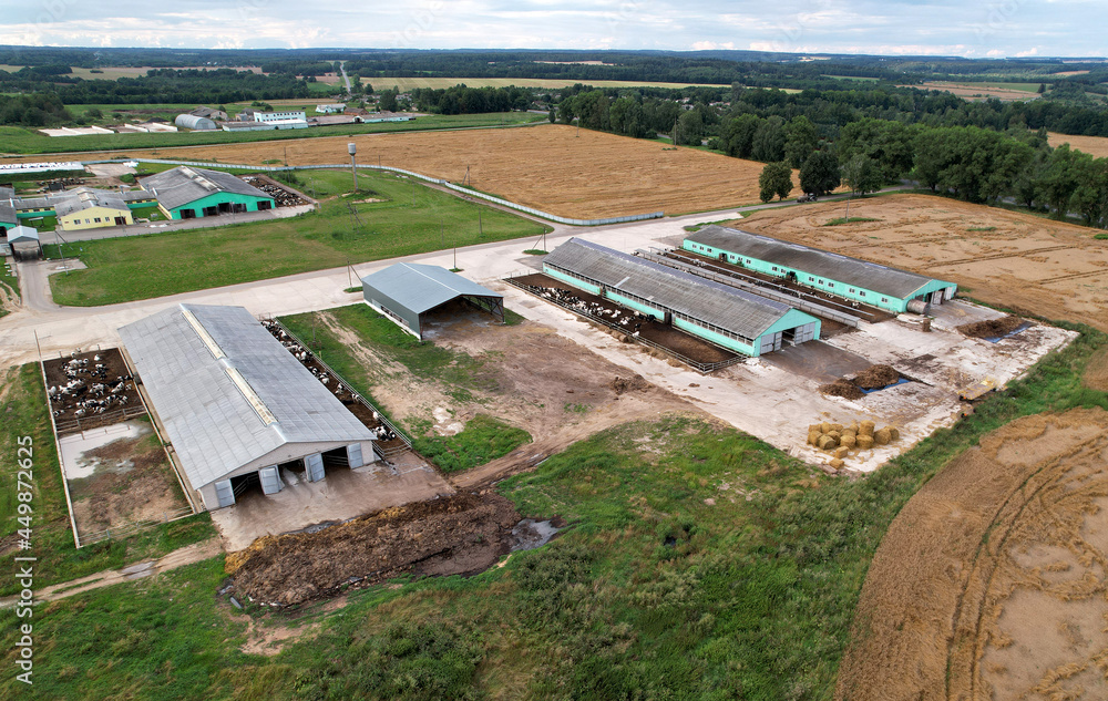 Top view of the farm with cows and pigs in the village. Production of ...