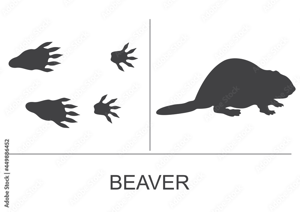 Silhouette of a beaver and prints of the hind and fore paws. Vector ...
