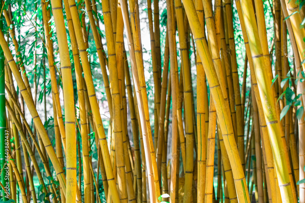 bamboo grove close up background Stock Photo | Adobe Stock