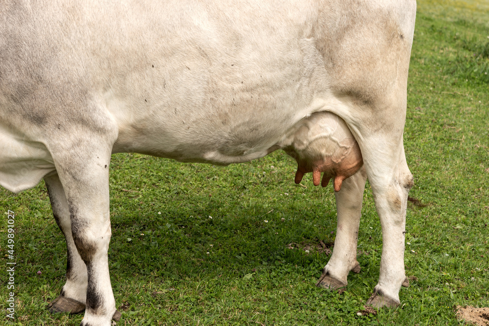 Cow udder closeup. Udder of a cow on the background of a green meadow ...