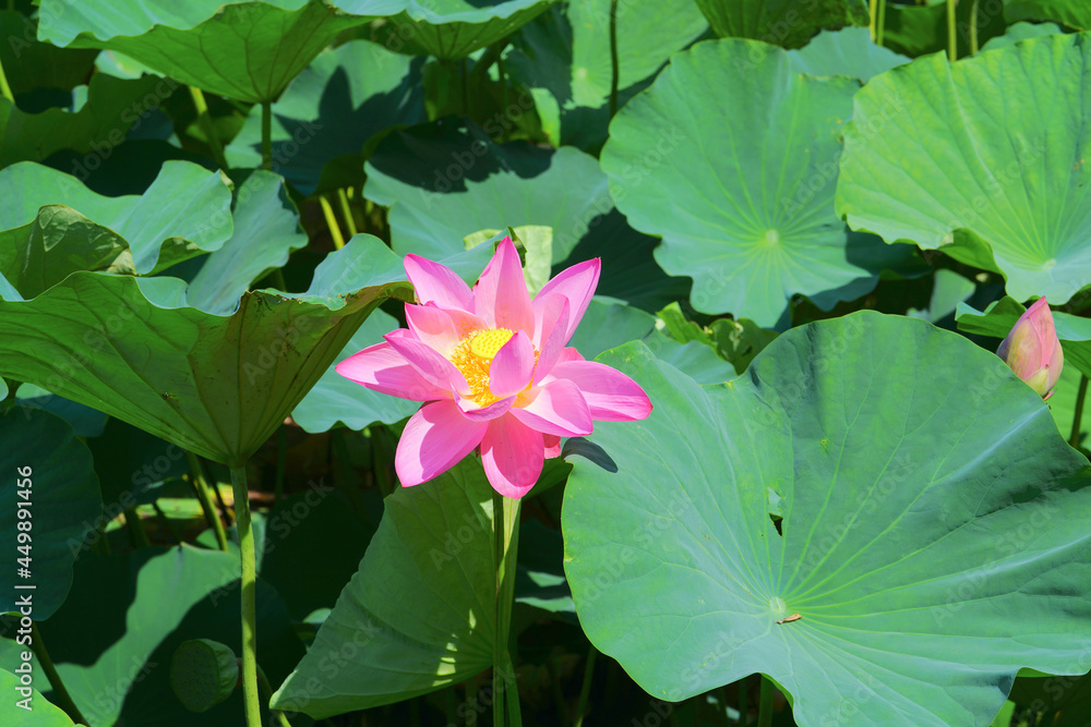 Lotus Flowers at Takada Castle Park, Joetsu City, Niigata Pref., Japan ...
