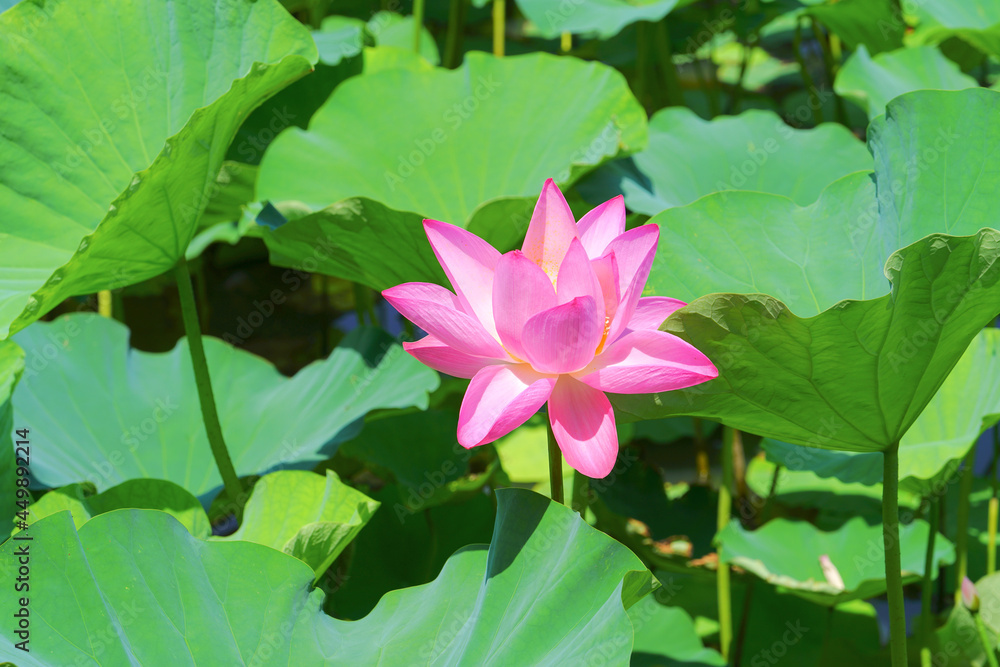 Lotus Flowers at Takada Castle Park, Joetsu City, Niigata Pref., Japan ...