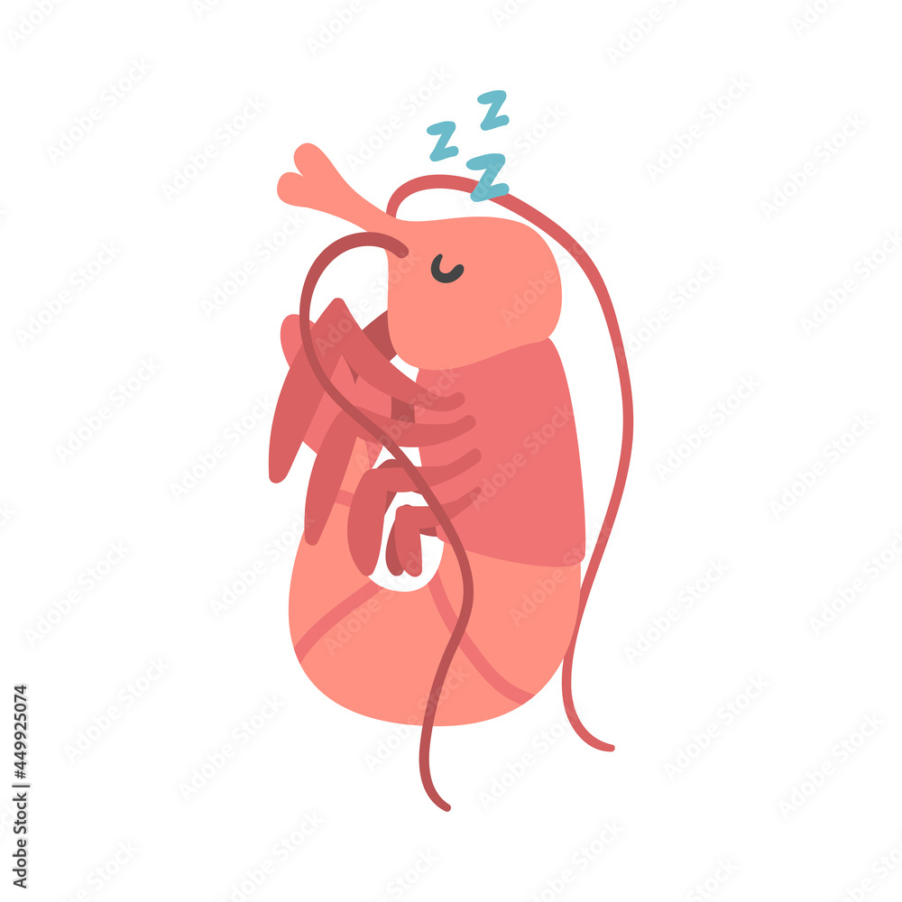 Shrimp Character as Aquatic Mammal with Funny Face Sleeping Vector ...