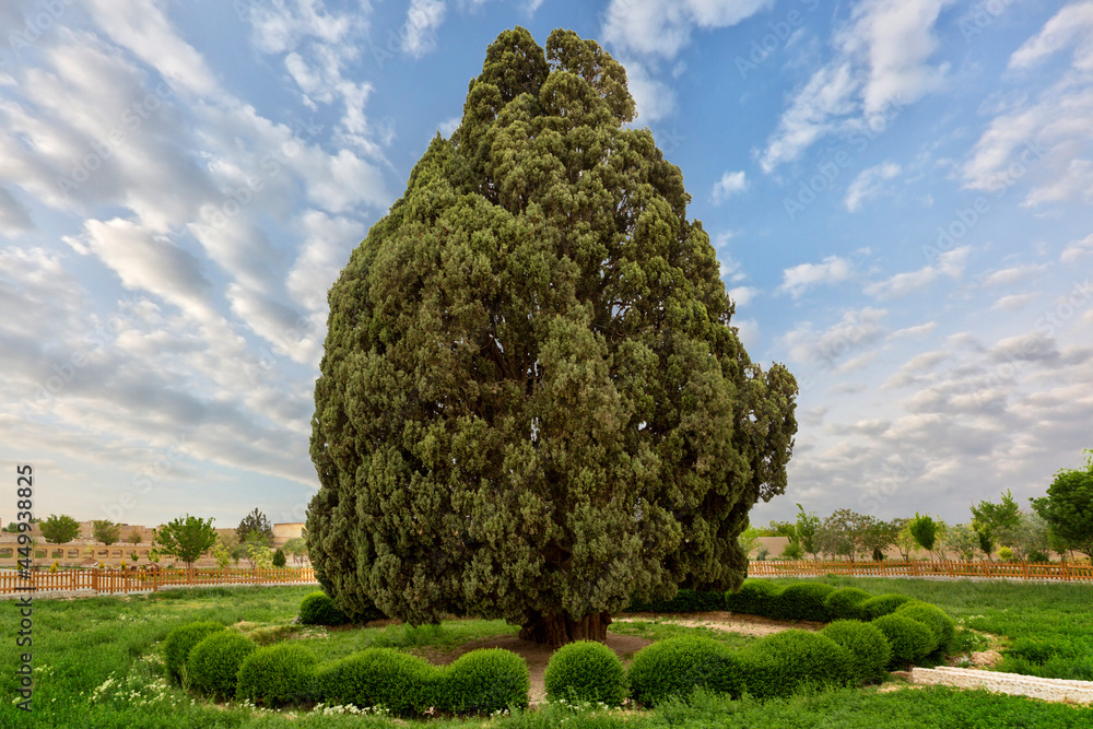 Foto Stock Old cypress tree known as Zoroastrian Cypress in the old ...