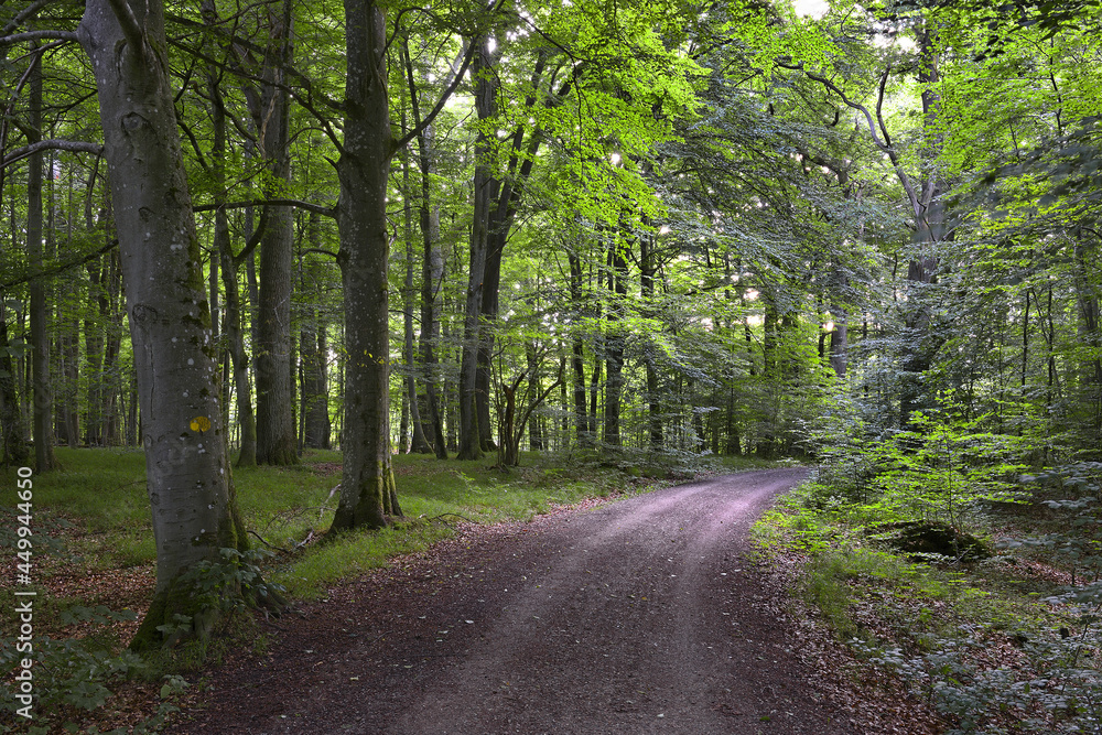 Gribskov Forest is one of Denmark’s largest and most beautiful natural ...